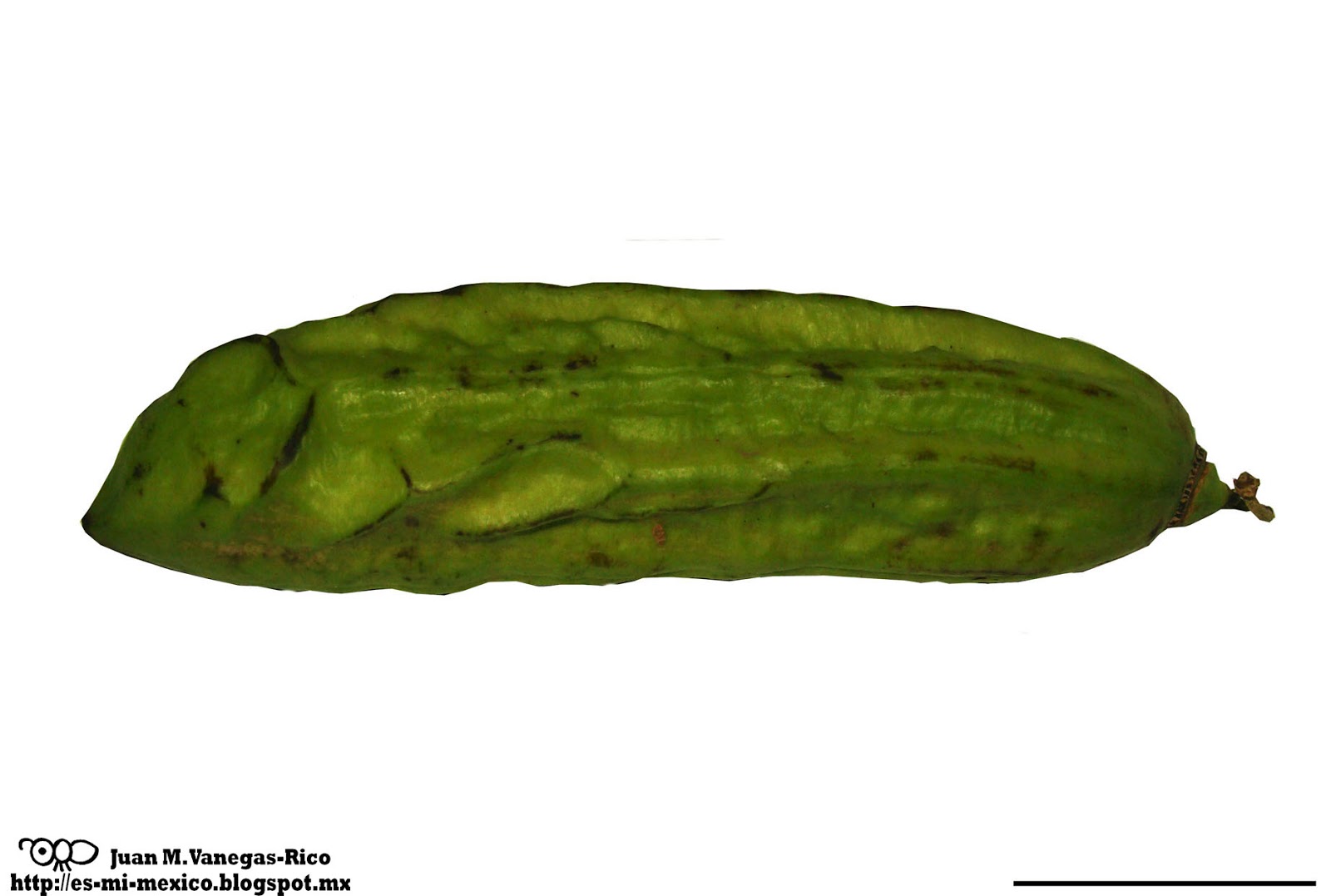 Folklore de México: "Chote" fruto medicinal de Papantla, Veracruz