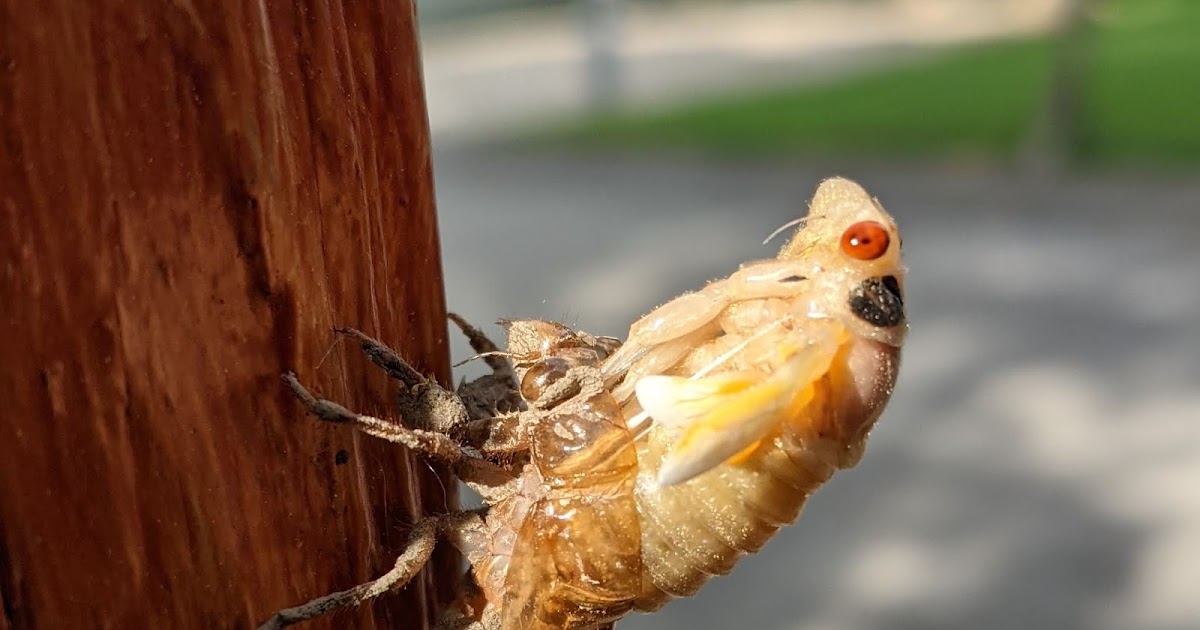 Pinehaven - Farmersville, Ohio: Brood X Cicadas Emerging