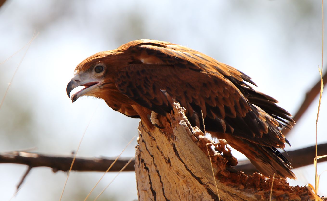 Richard Waring's Birds of Australia: Black-breasted Buzzard family saga