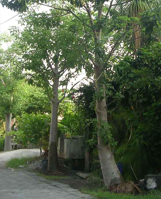 Jual Pohon Baobab Asem Buto. ~ Gallery Tabulampot Top