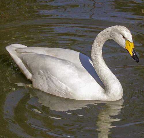 List of Indian swans - Images | Birds of India | Bird World