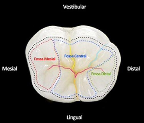 PRIMEIRO MOLAR INFERIOR PERMANENTE - RESUMO COMPLETO