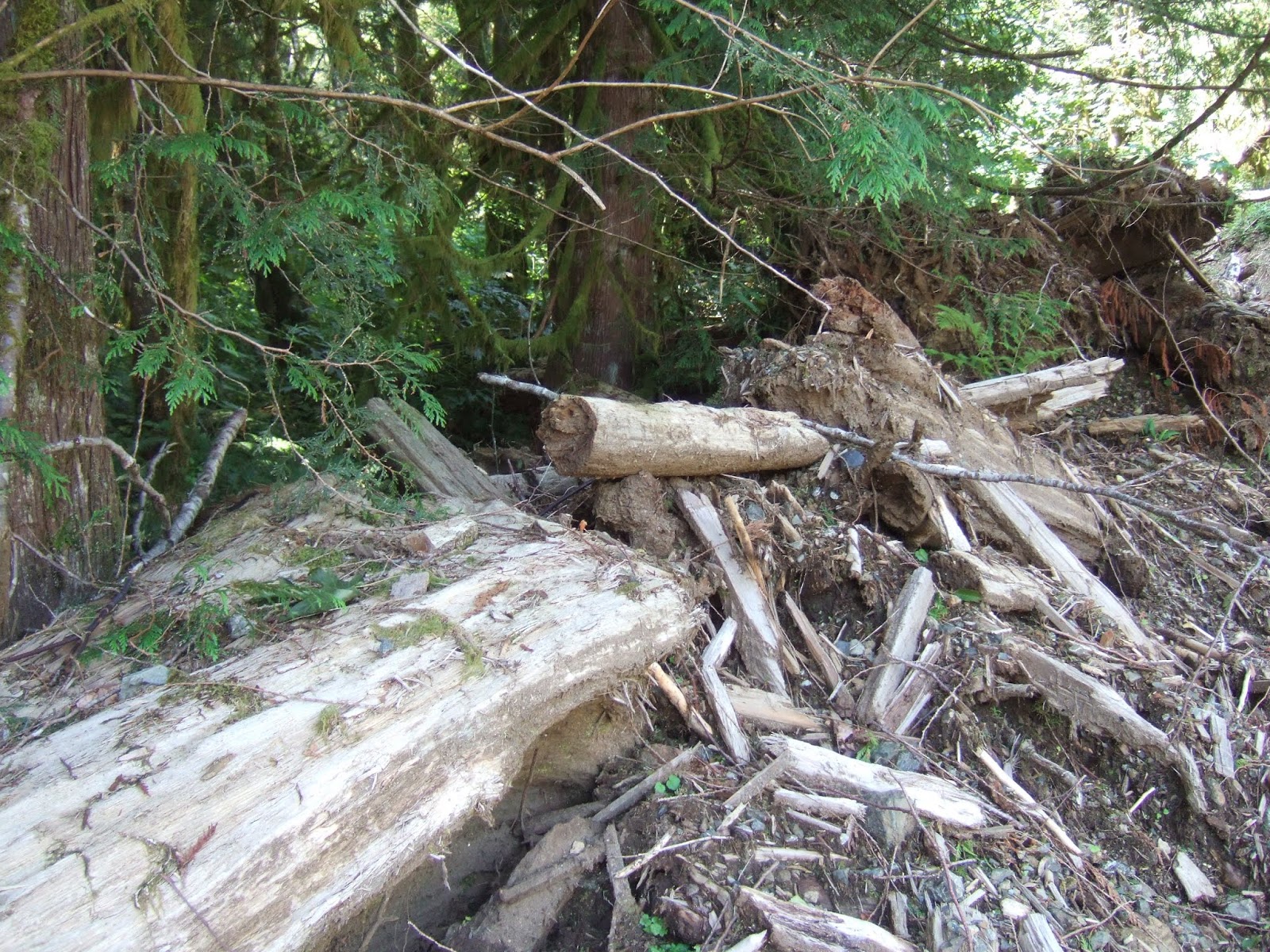 Reading the Washington Landscape: Forest Blocking Debris Flows