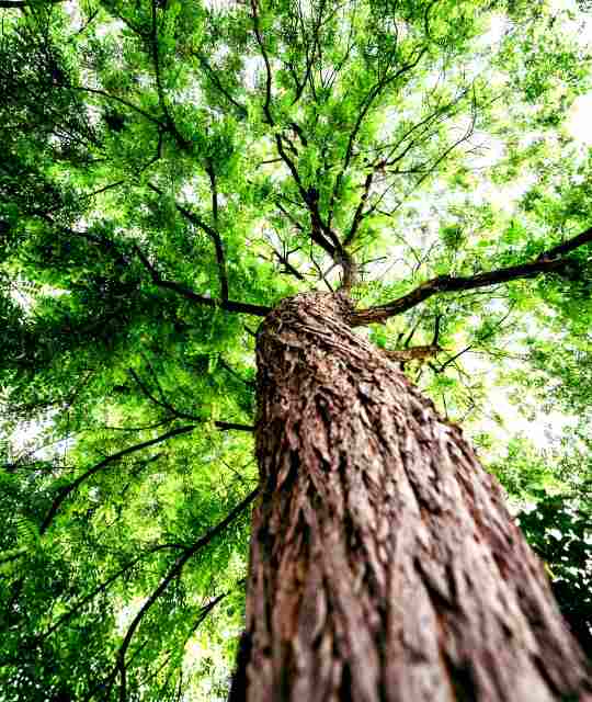 CivilEngZone : Think big,We do.: Timber-structure,seasoning,types of ...