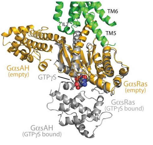Crystal Structure of the Beta-2 Adrenergic Receptor-Gs Protein Complex ...