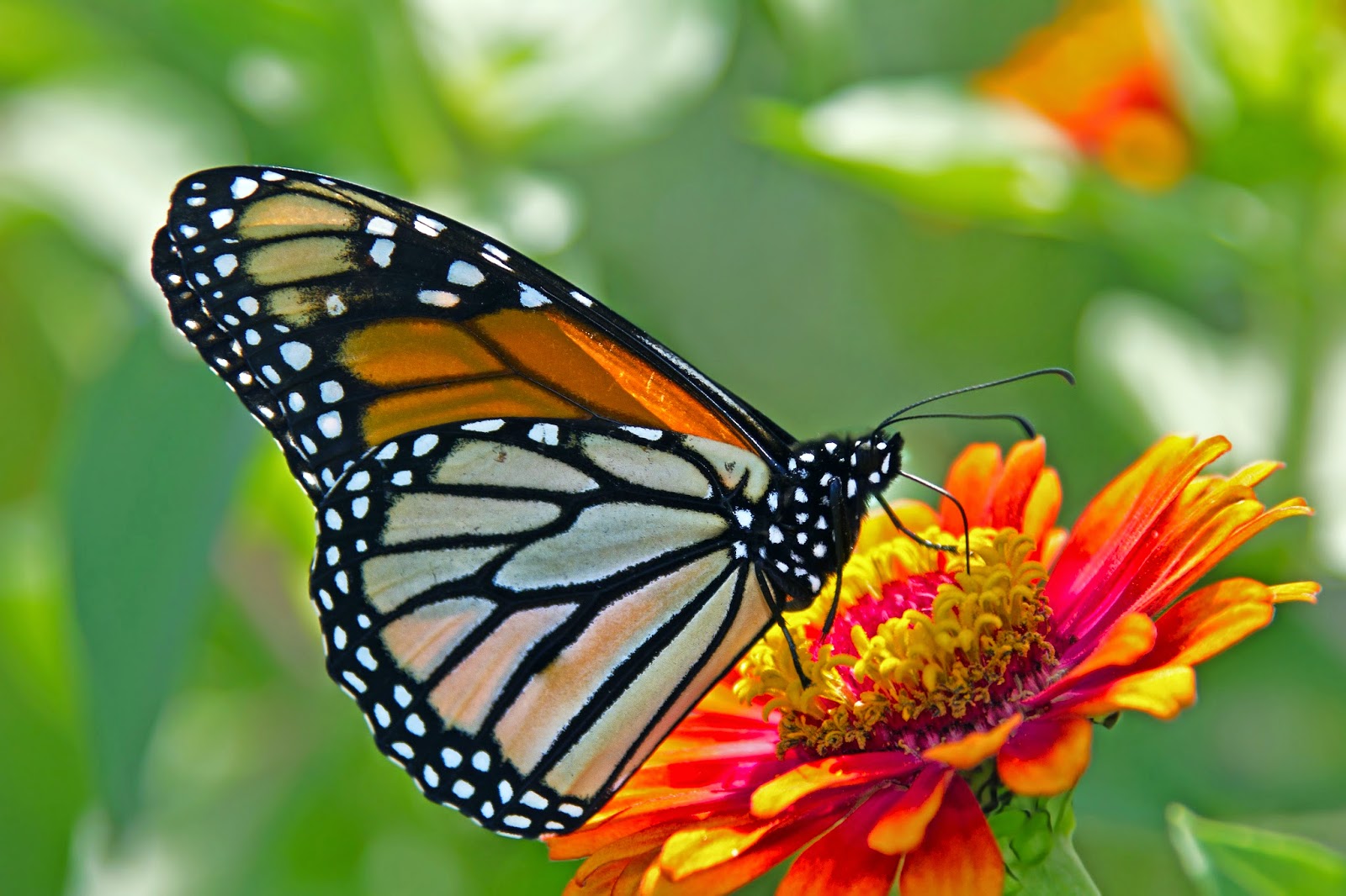 Rotary Botanical Gardens - Hort Blog: Monarch Magnets