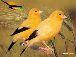 Bentuk dan Performa Kenari Holland | Tips Petani