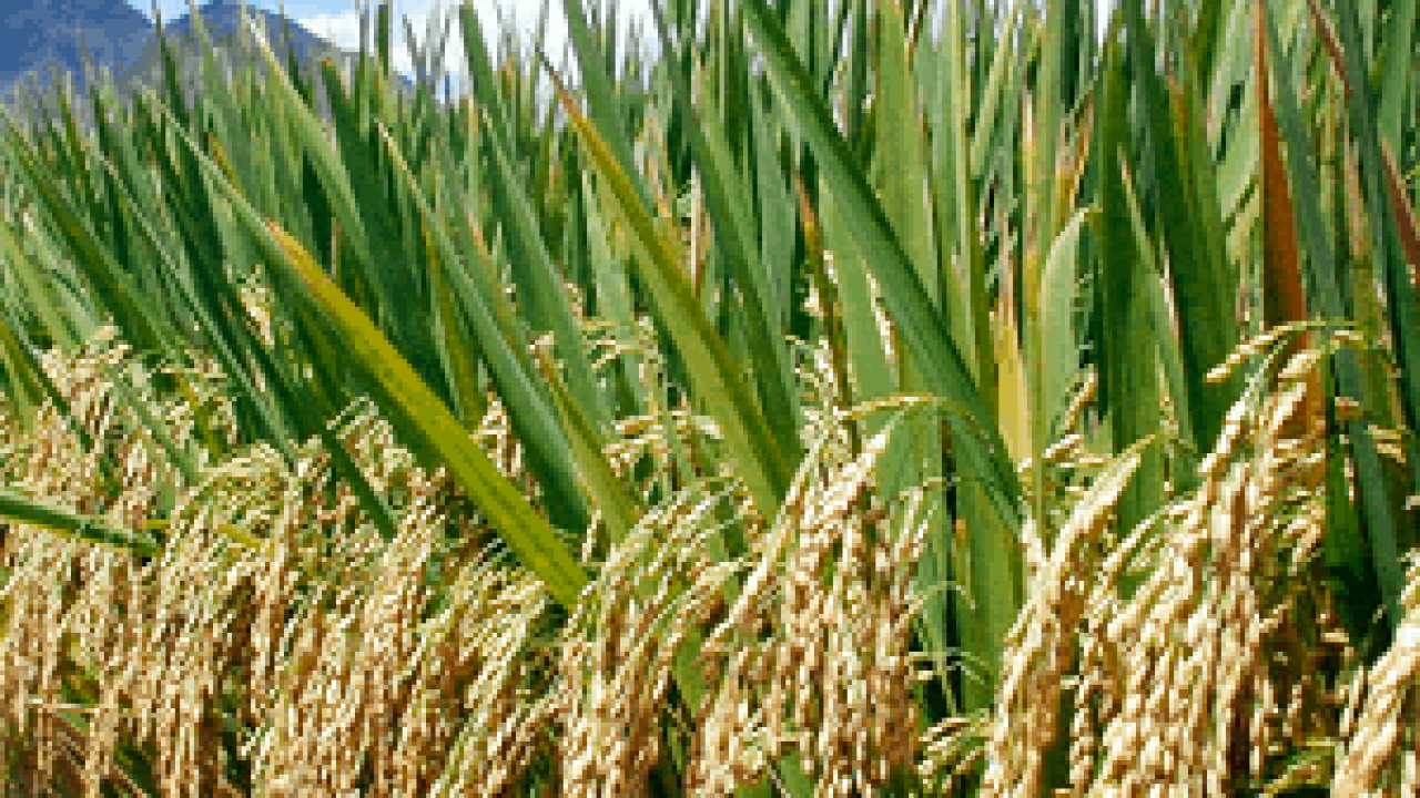 Tehnik Budidaya Tanaman Padi Yang Pasti Buat Tanaman Kamu Jadi Berlimpah