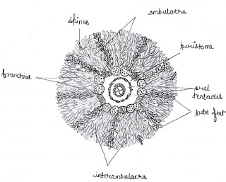Zoology: Animal Kingdom