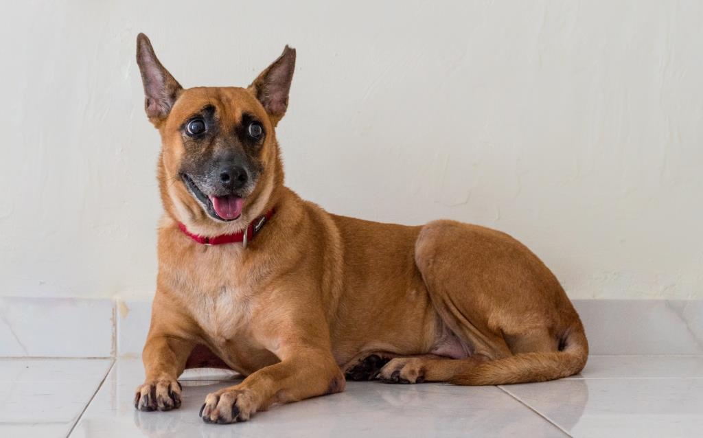 What Dogs Are Hdb Approved