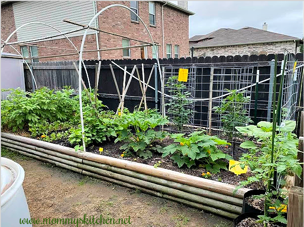 What we're growing in our 2021 Backyard Garden — Mommy's Kitchen