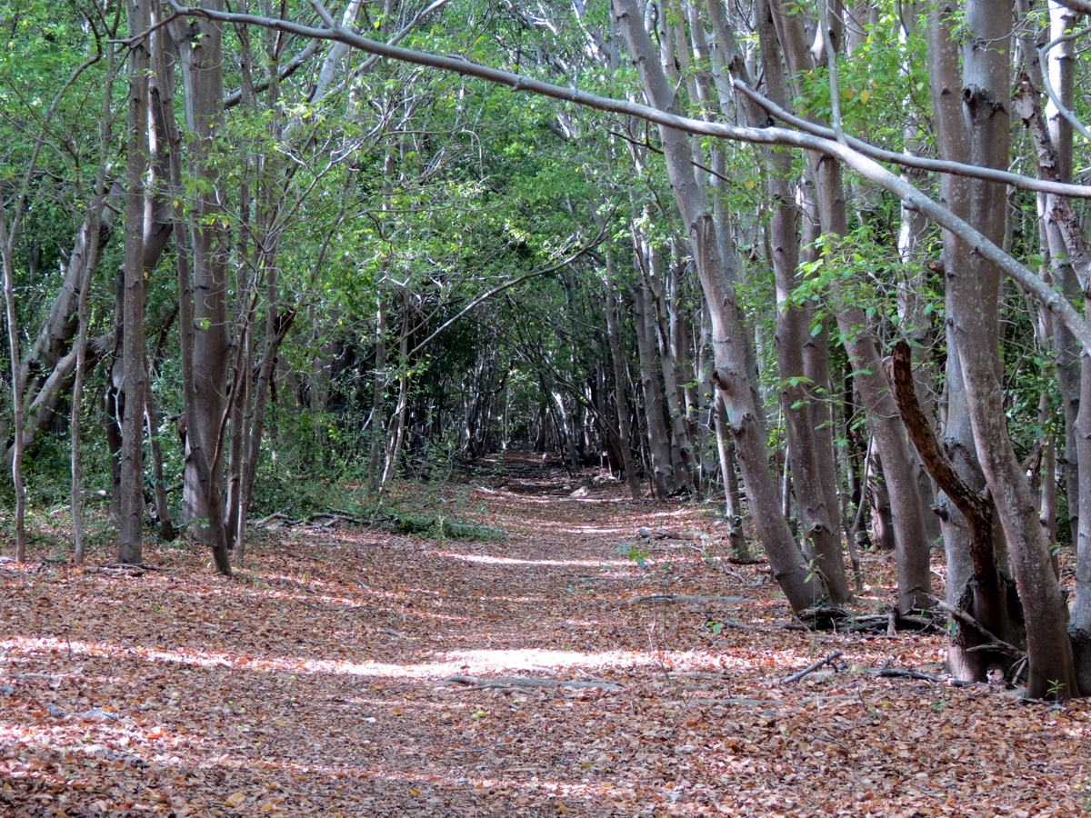 Hiking Curaçao - The Trails: Buriku Trail - Ascencion