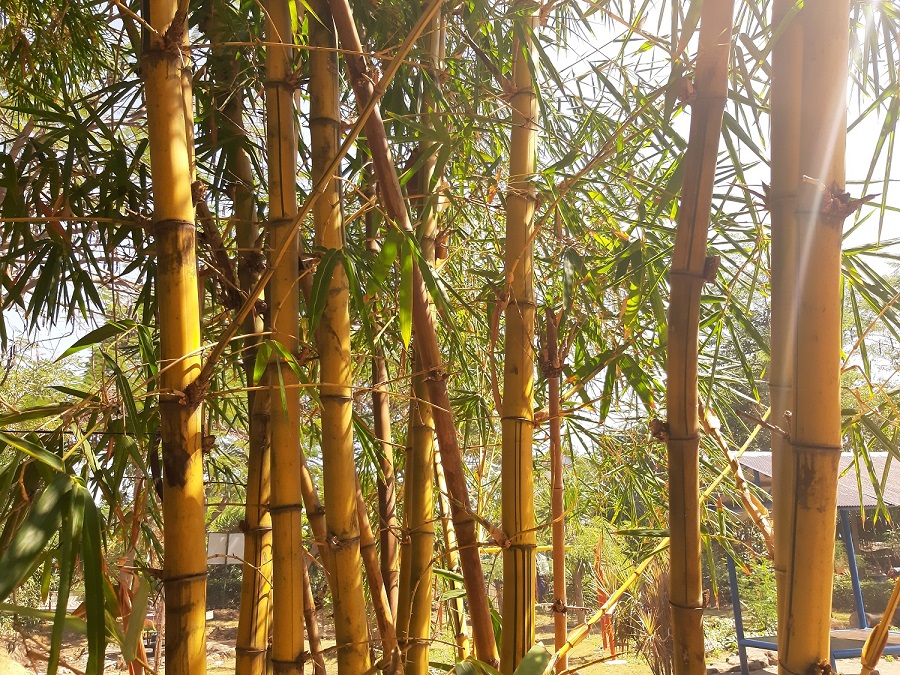 Indahnya Pohon Bambu Kuning yang Khas di Pekarangan Rumah ...