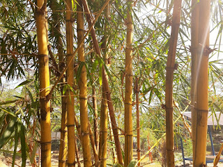 Indahnya Pohon Bambu Kuning yang Khas di Pekarangan Rumah ...