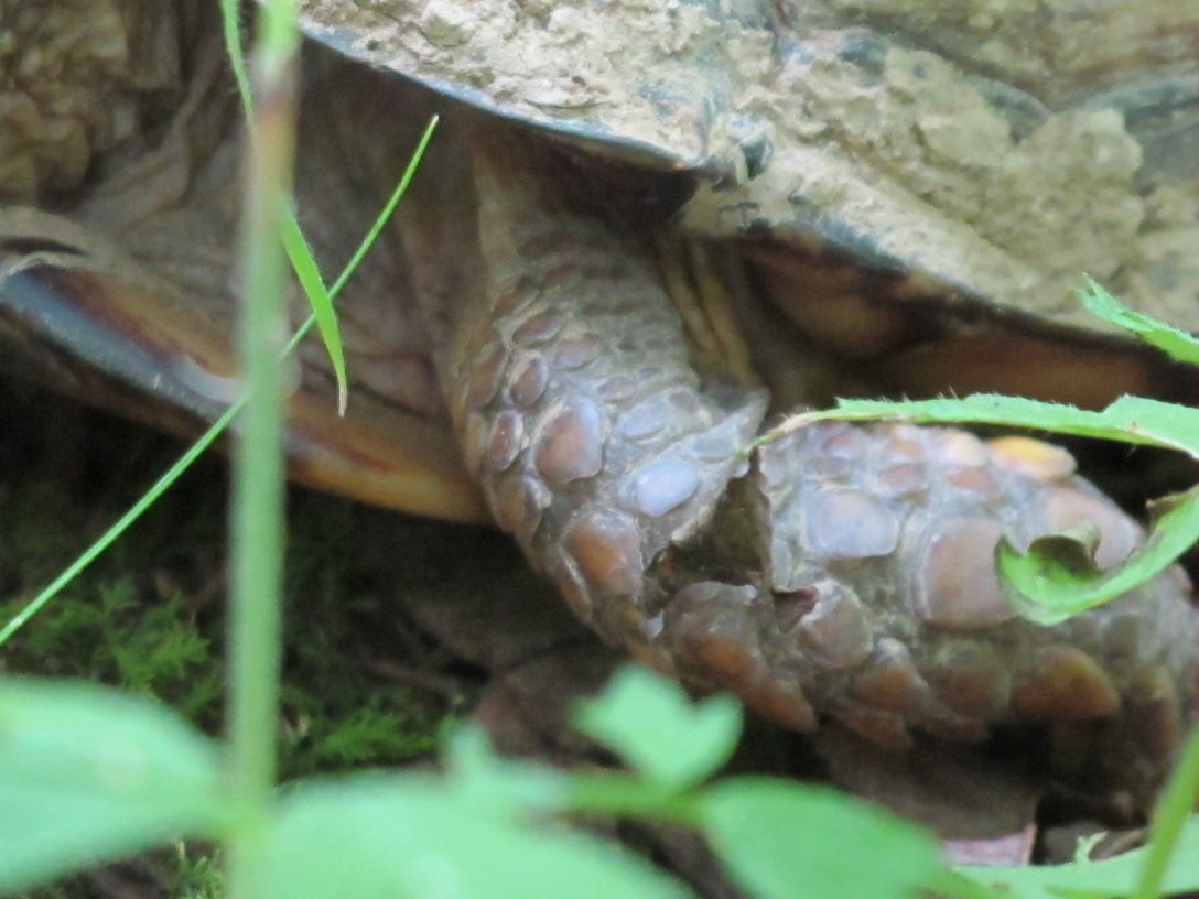 Blue Jay Barrens: Dirty Turtle