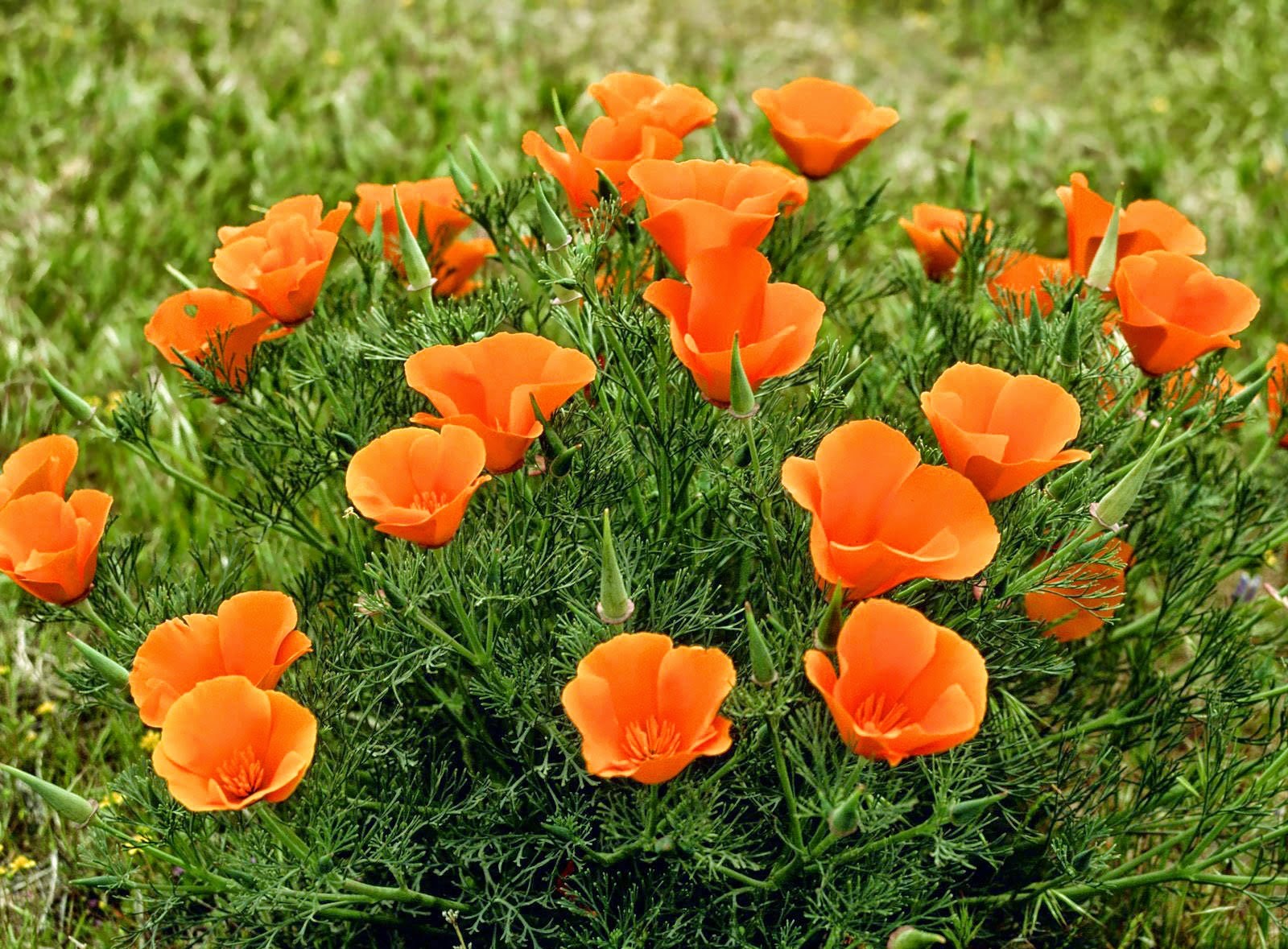 CALIFORNIA POPPY photos - wallpapers (ανανεωμένο) | the fun bank
