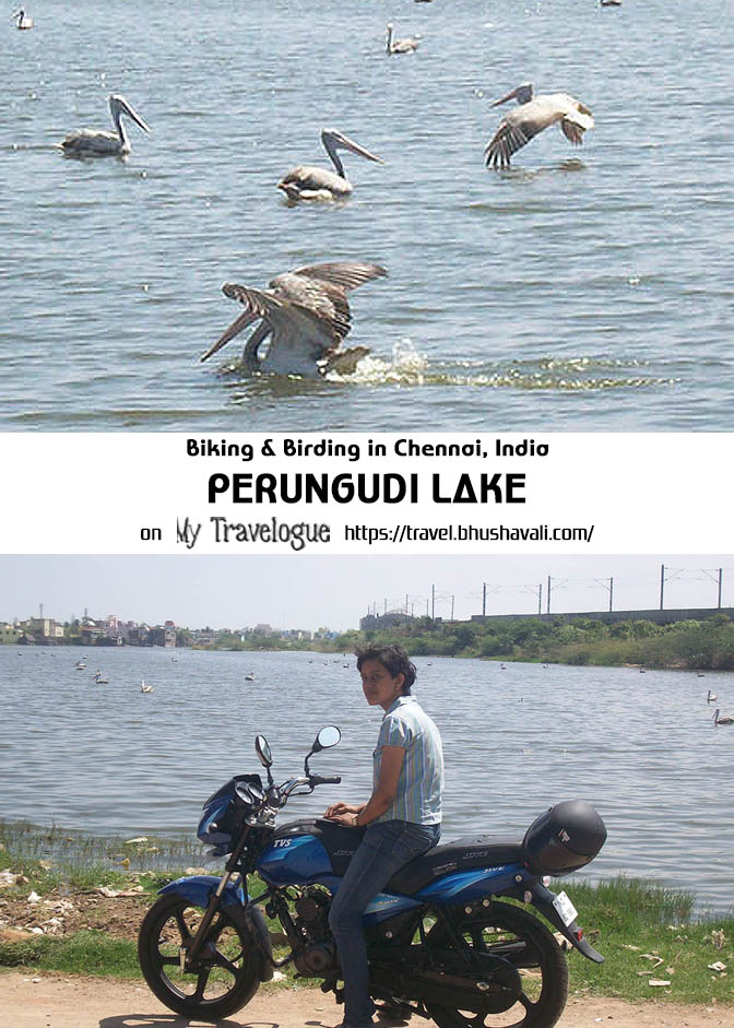 Birding in Chennai - Perungudi Lake (Kanchipuram - Tamil Nadu) | My ...