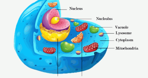 Sitoplasma: Fungsi, Struktur, dan Gambar Lengkap - BACA CODING