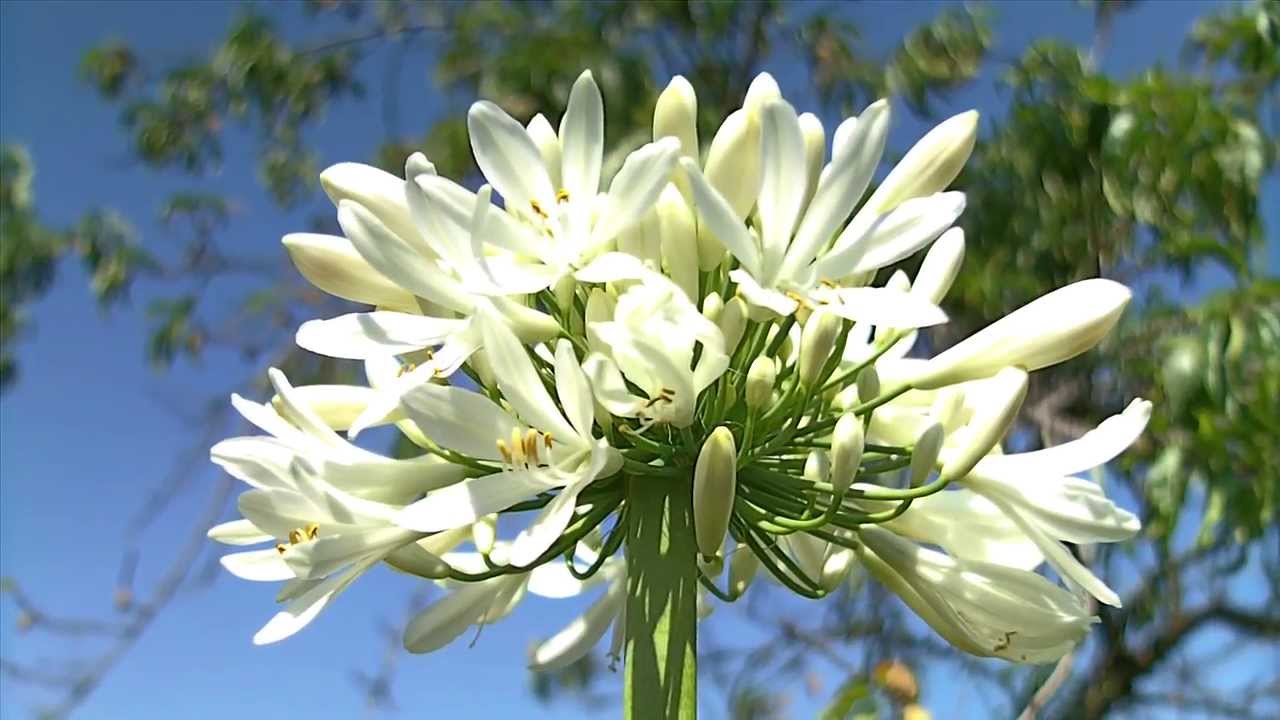 Agapanthus «agapanto» - Id Plantae
