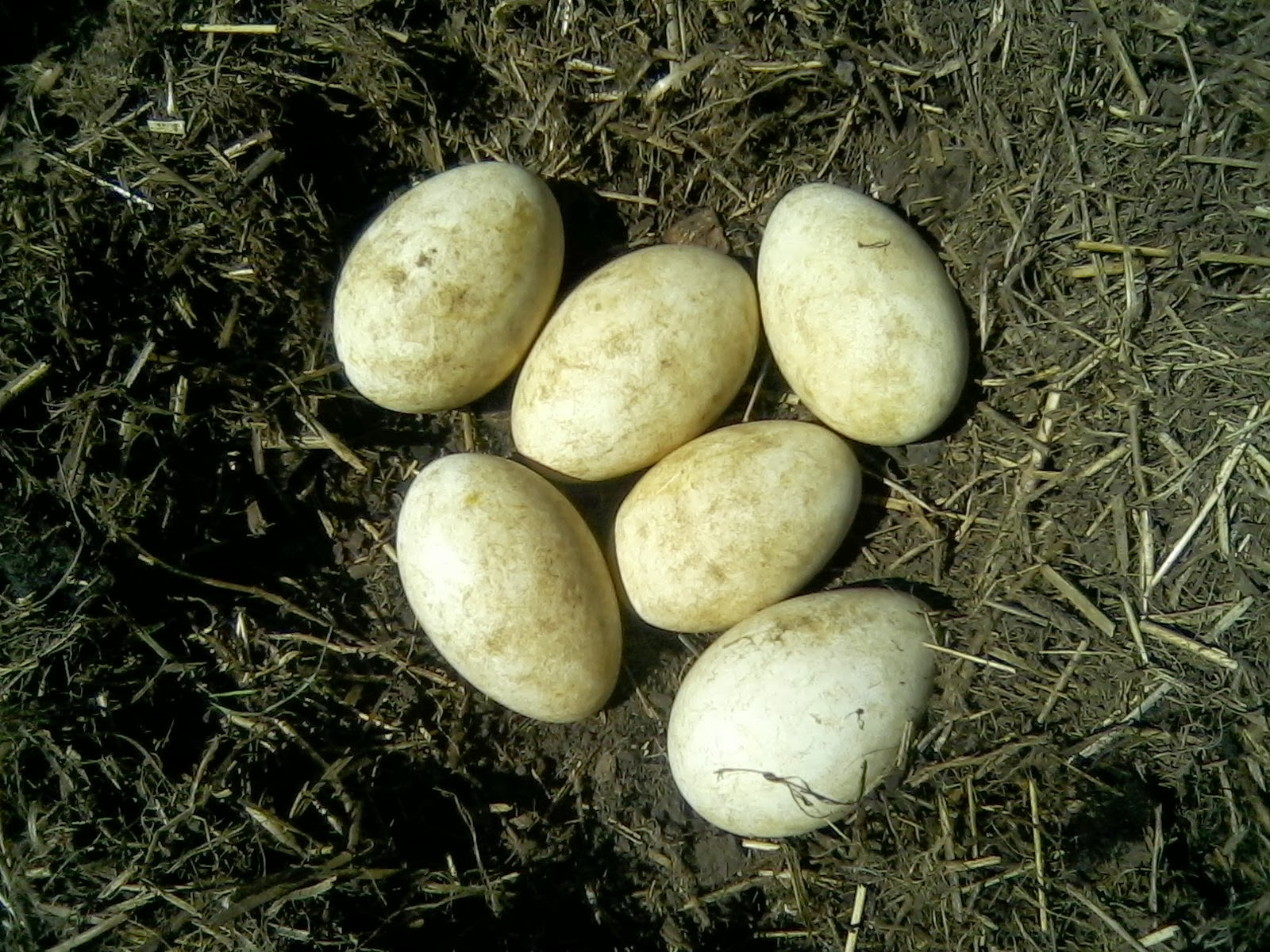 Aves de corral: Ganzos