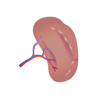 What are the Functions of Spleen? | Swami Dayanand Naturopathy Hospital