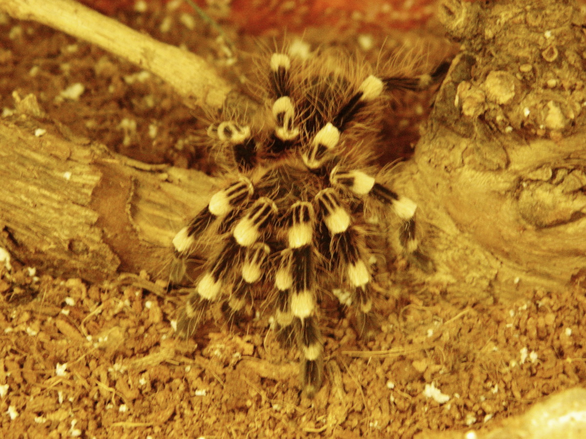 LA MULTI ANI, ROMANIA!: Animale de casa: tarantula