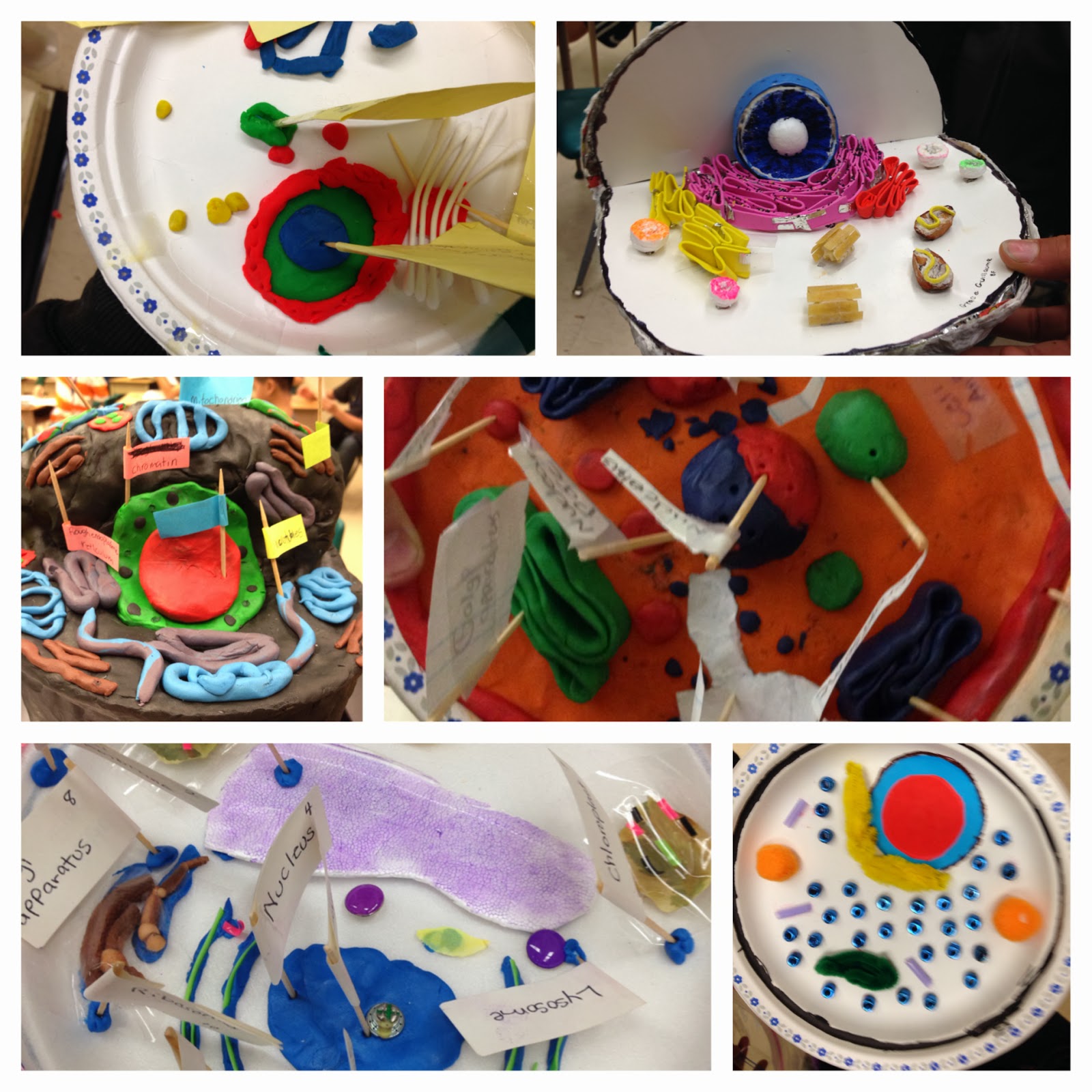 Ms. Zuberi Grade 8 Science 2013-2014: Cells: Culminating Activity