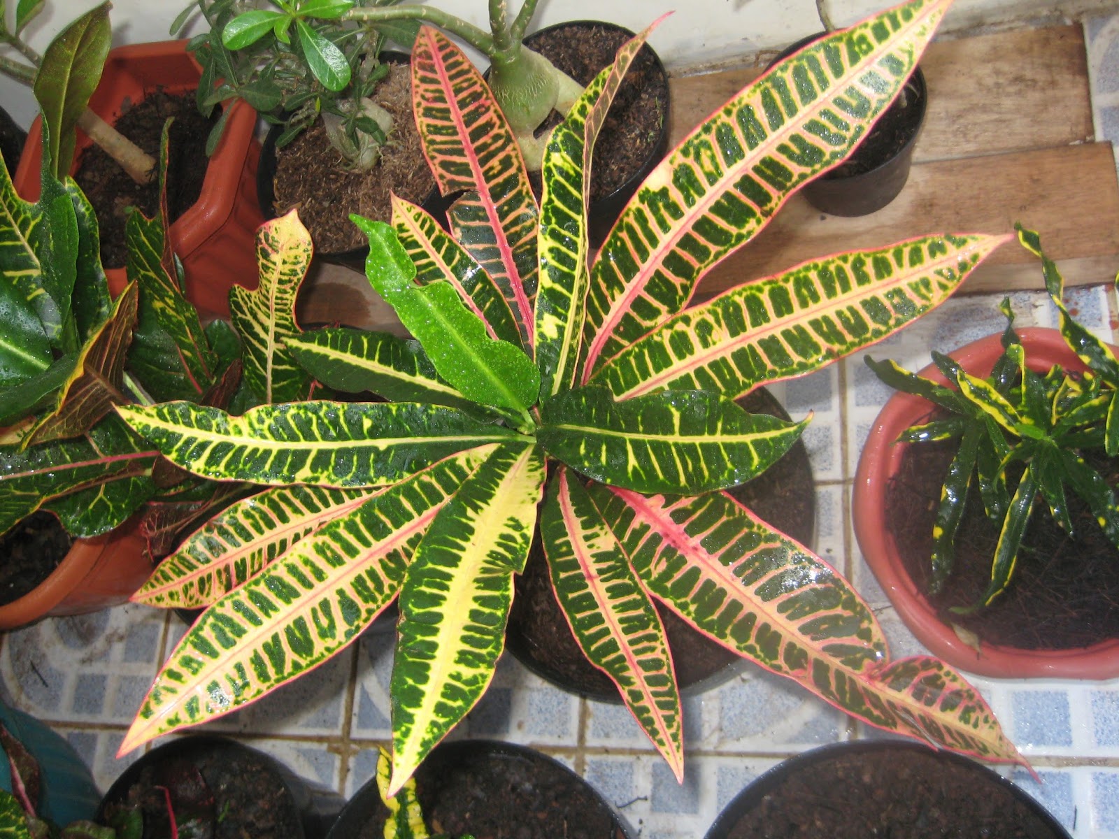 Wikipedia Tanaman: Serba Serbi Tanaman Puring| Info Tanaman Hias Serba ...