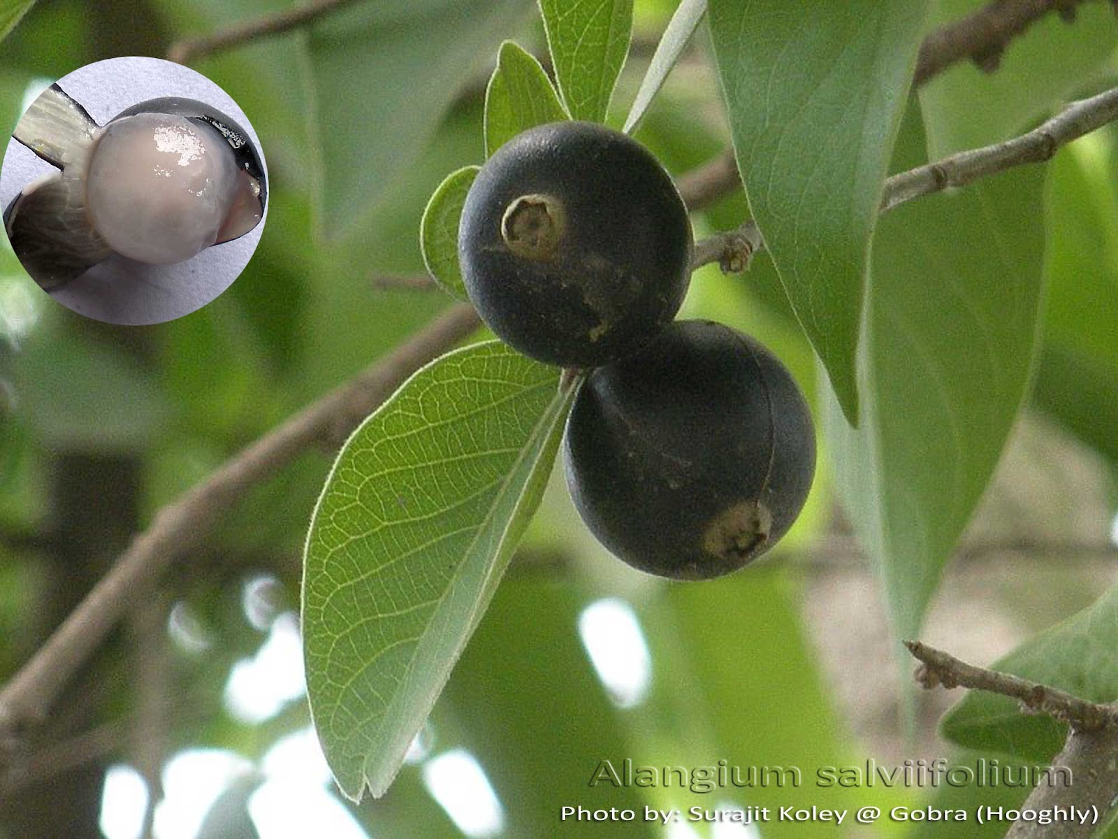 Medicinal Plants: Alangium salviifolium Uduga Ankola