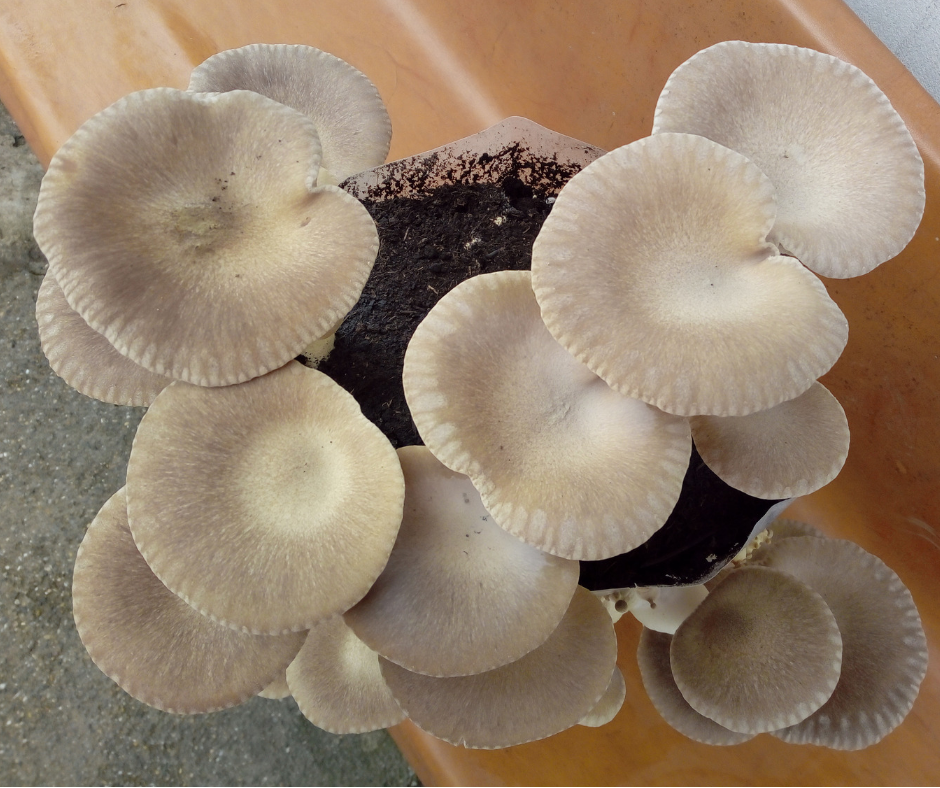 Arta Cultivarii Ciupercilor: Saculeti cu Compost gata pregatit pentru ...