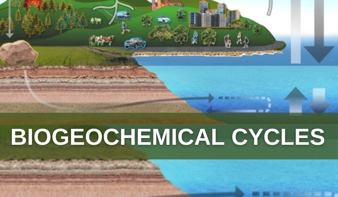 What is Biogeochemical Cycle?