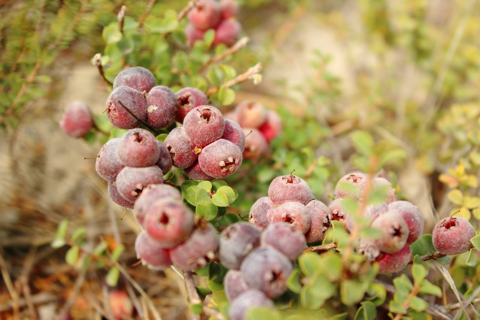 One Mother Hen: Muntrie picking at Canunda