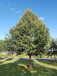 El árbol de tilo