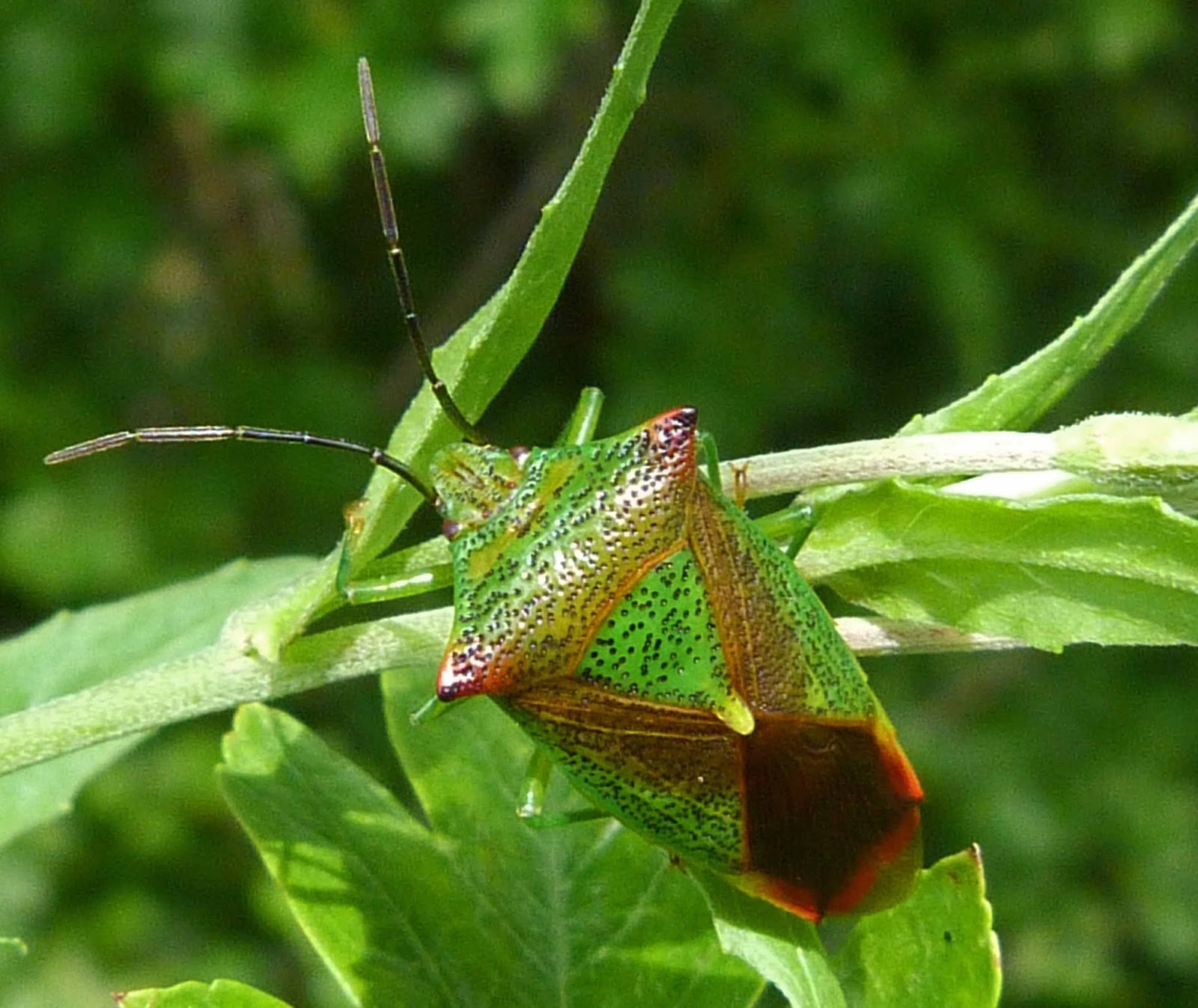 Insects of Scotland: True Bugs