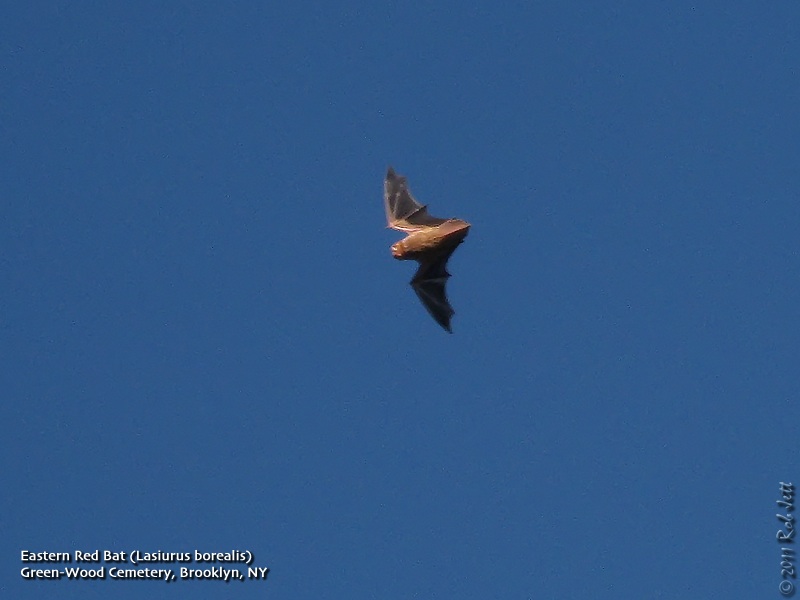 The City Birder: 11/01/2011 - 12/01/2011