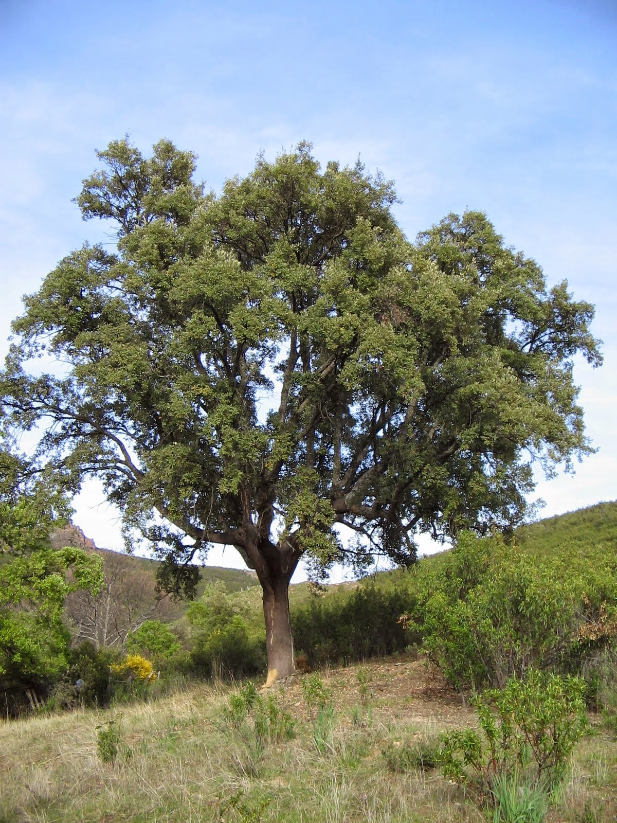 Arroba de los Montes: EL ALCORNOQUE EN ARROBA DE LOS MONTES