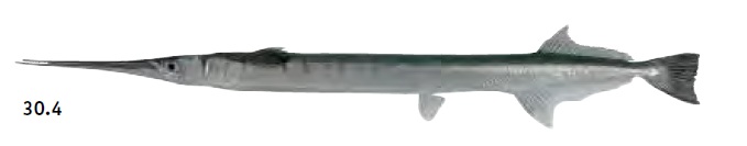 Ikan Kajang, Julung-julung Sirip Kuning Atau Yellowfin Needlefish ... Ikan Kajang, Julung-julung Sirip Kuning Atau Yellowfin Needlefish ...