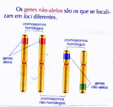 a tricolina biologa: Genética : Introdução ao estudo da genética
