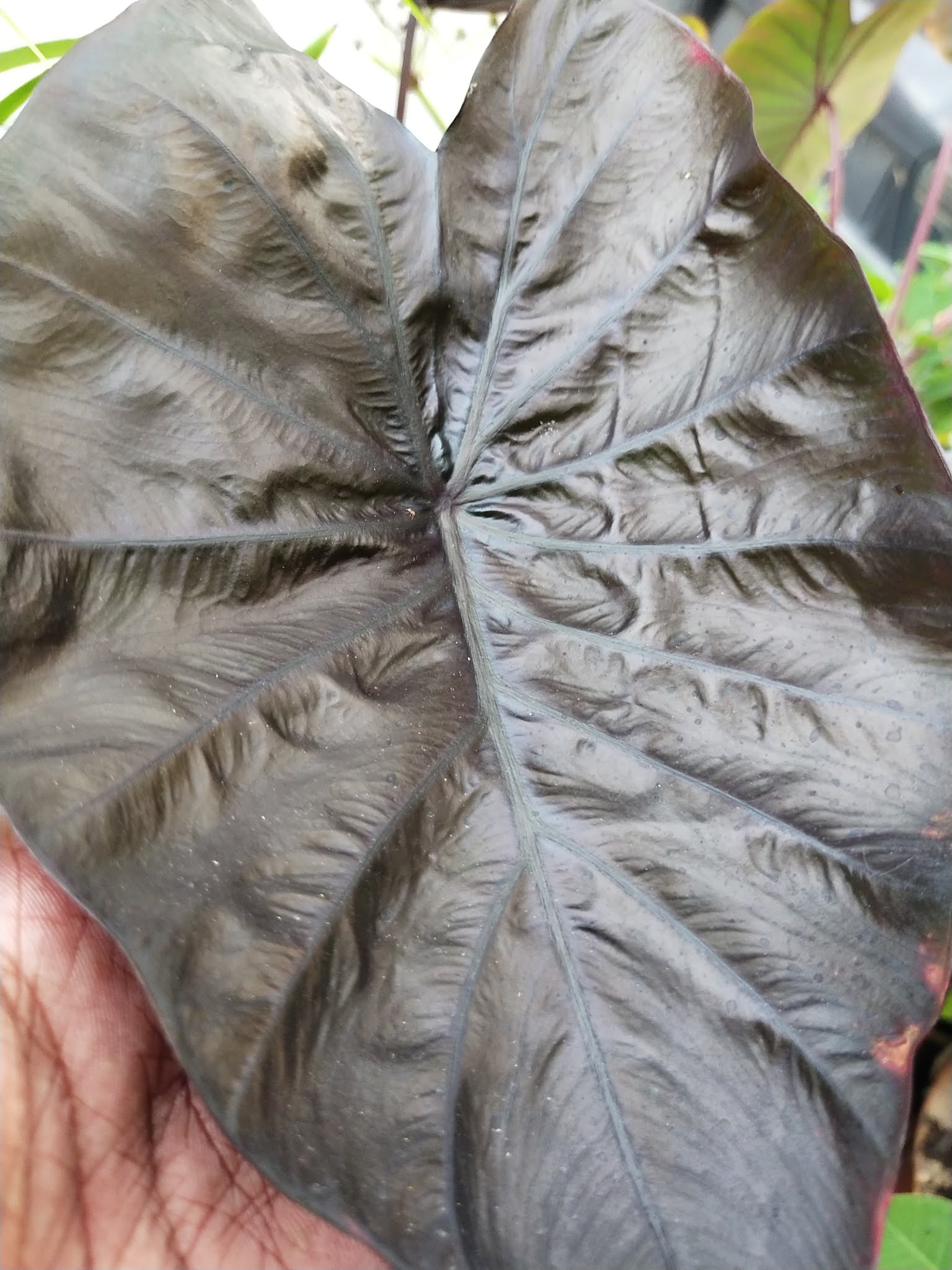 Garden Chronicles of James David: 14 Different Types of Colocasia (Taro ...