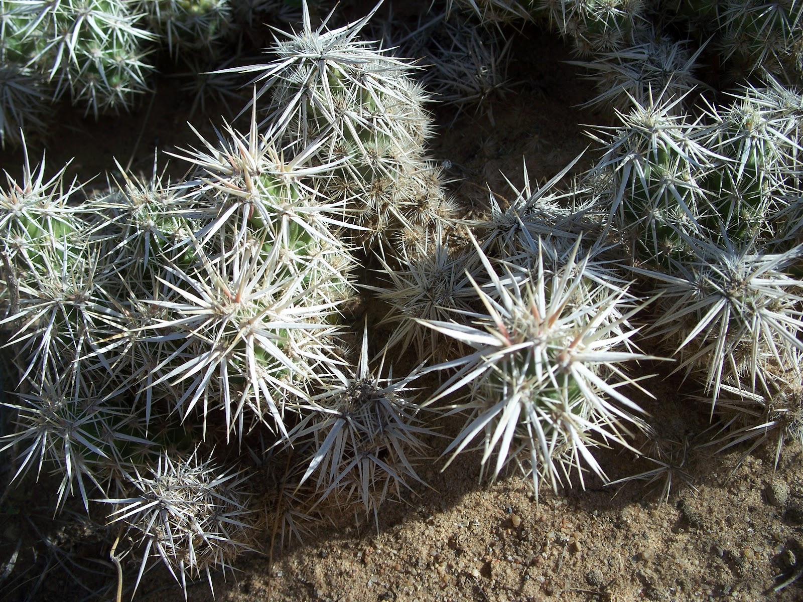 Club Cholla