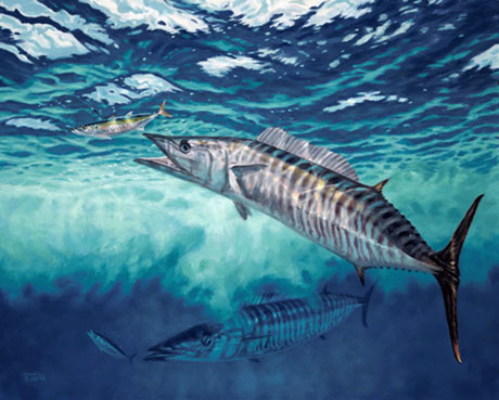 Wahoo ( Acanthocybium Solandri ) | Malioboro