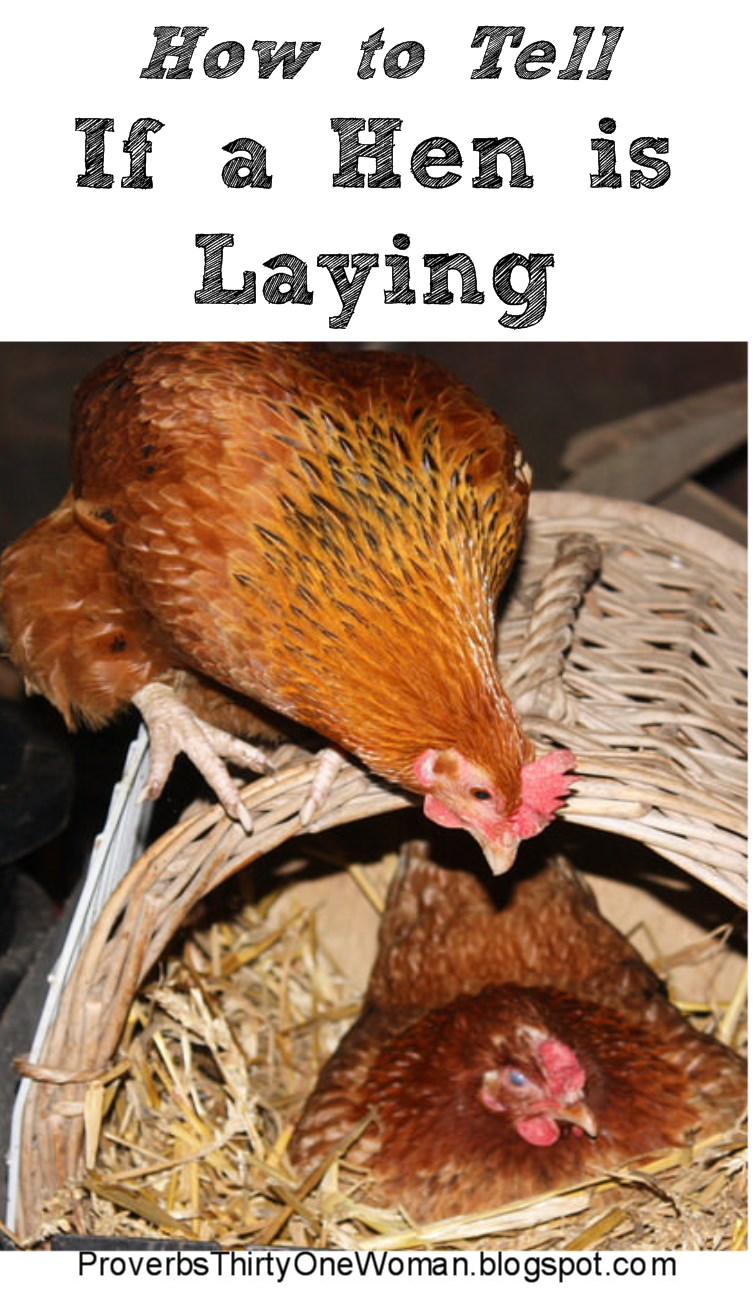 How Can I Tell If My Hen is Laying? - Proverbs 31 Homestead