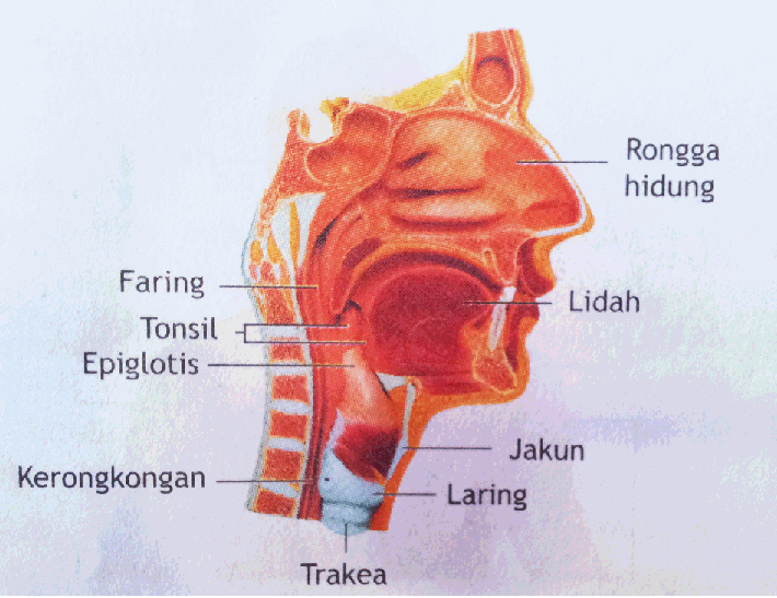Sistem Pencernaan dan Organ Pencernaan Pada Manusia Lengkap dengan ...