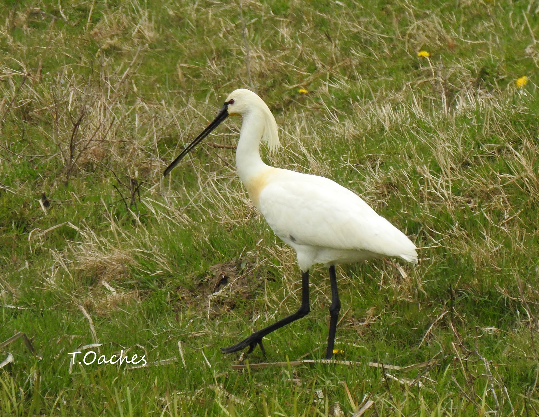 PASARI DIN ROMANIA: LOPATAR, Platalea leucorodia