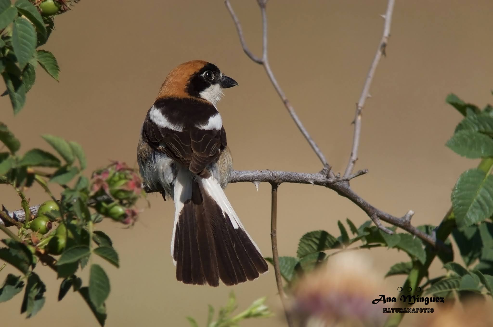 NATURANAFOTOS: Wild Madrid...