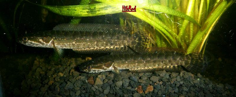 Mahamaya Hiko: Channa Bankanensis "Bangka snakehead" Profil dan cara ...