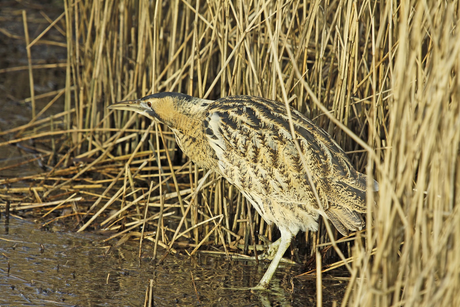 NatuurlijkNatuur: Roerdomp. [Botaurus stellaris]