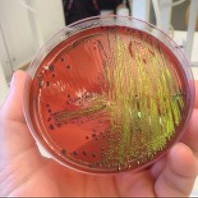 GM-free Scotland: 2019