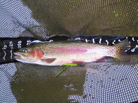 釣熊＠Washington DC→Tokyo JAPAN: Fly fishing in Japan 〈2〉: Targets