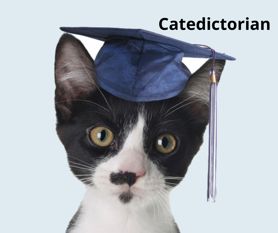 Grumpy Cat Graduation Cap